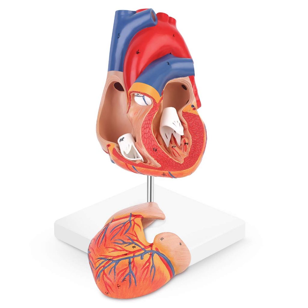 Anatomical Human Heart Model – #1 Hospital Equipment, Clinical Surgical ...
