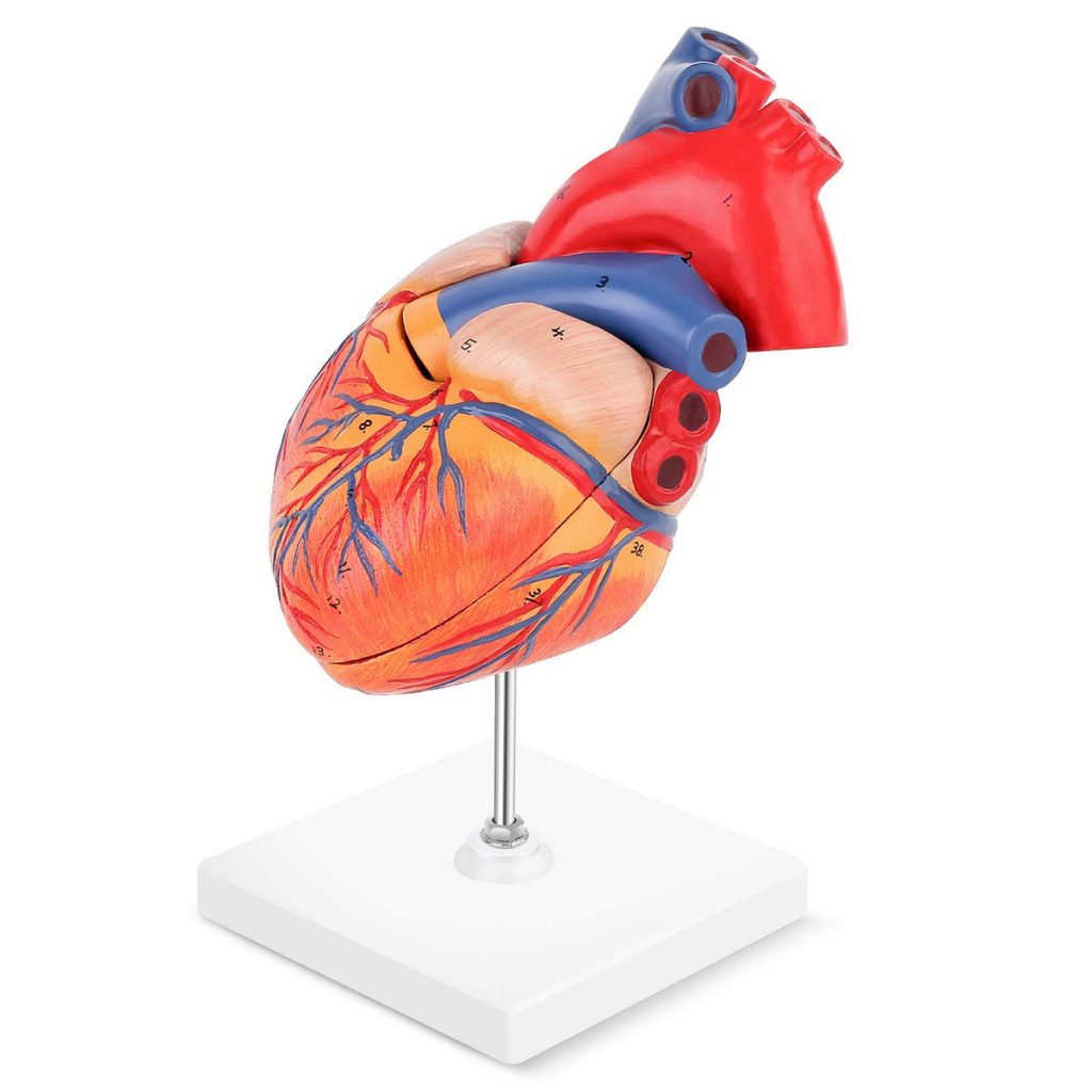 Anatomical Human Heart Model – #1 Hospital Equipment, Clinical Surgical ...