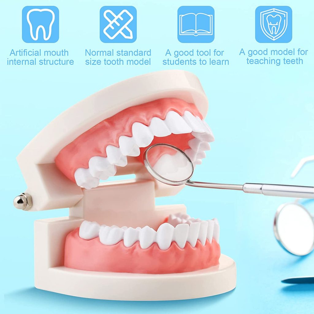 Teeth Models Dental Anatomy – #1 Hospital Equipment, Clinical Surgical ...