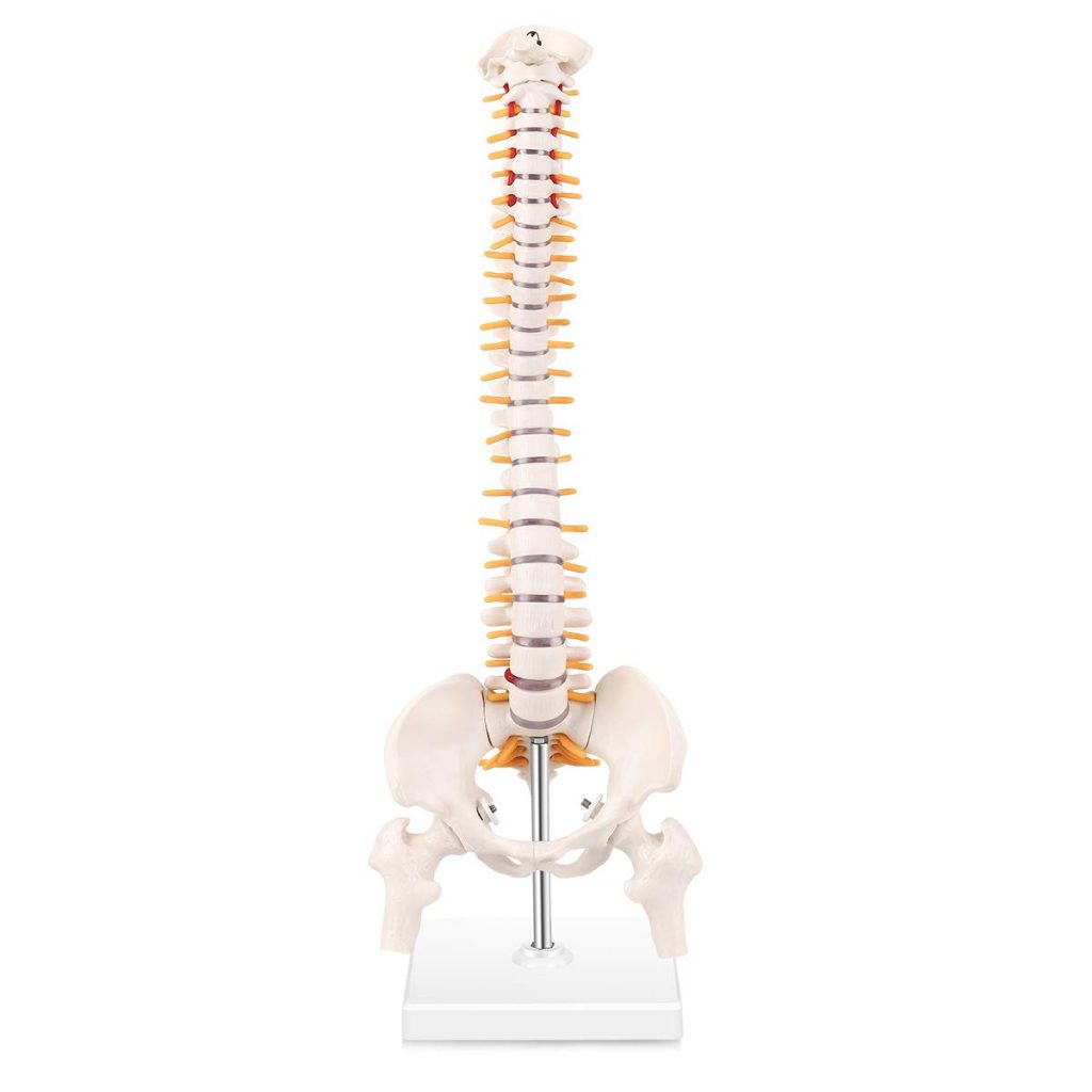 Vertebral Column Spine Model - 3D Anatomical Life Size Spine Model