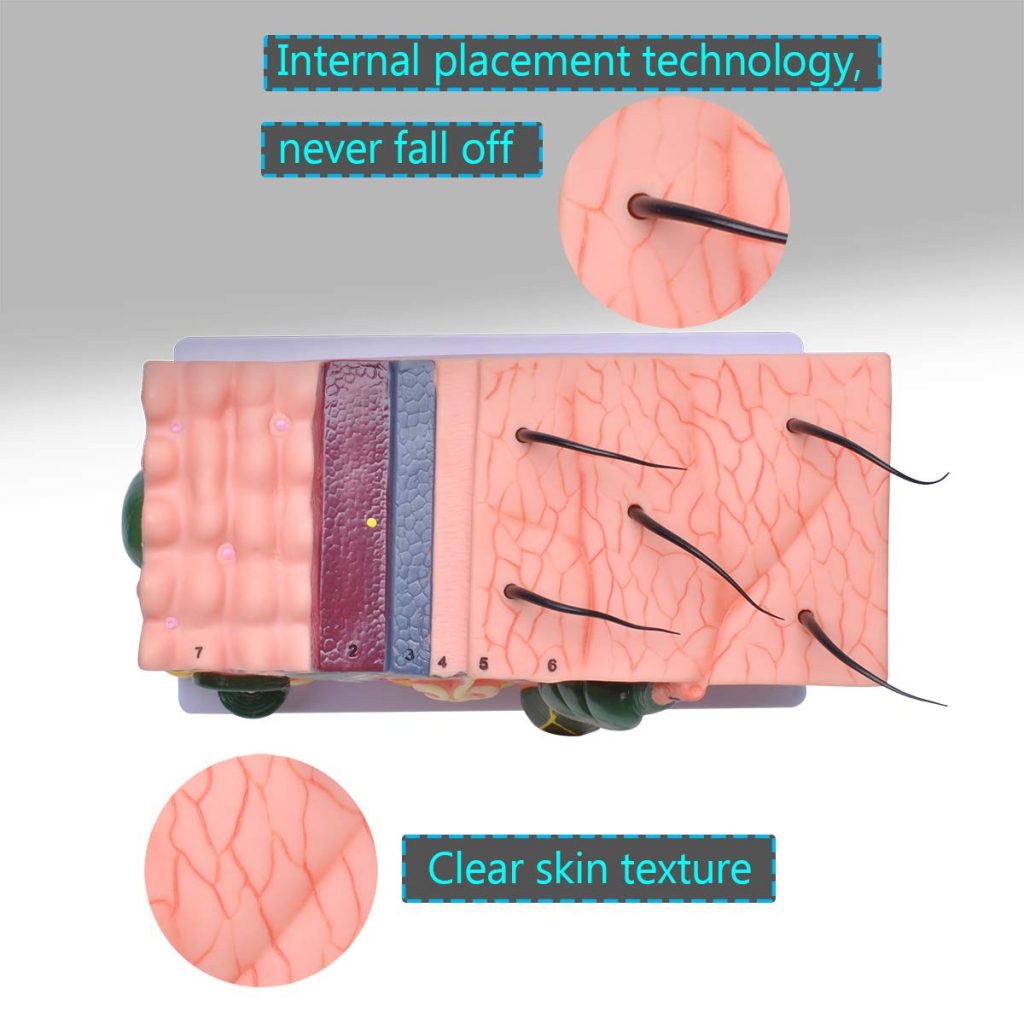 Human Skin Anatomy Model – #1 Hospital Equipment, Clinical Surgical ...